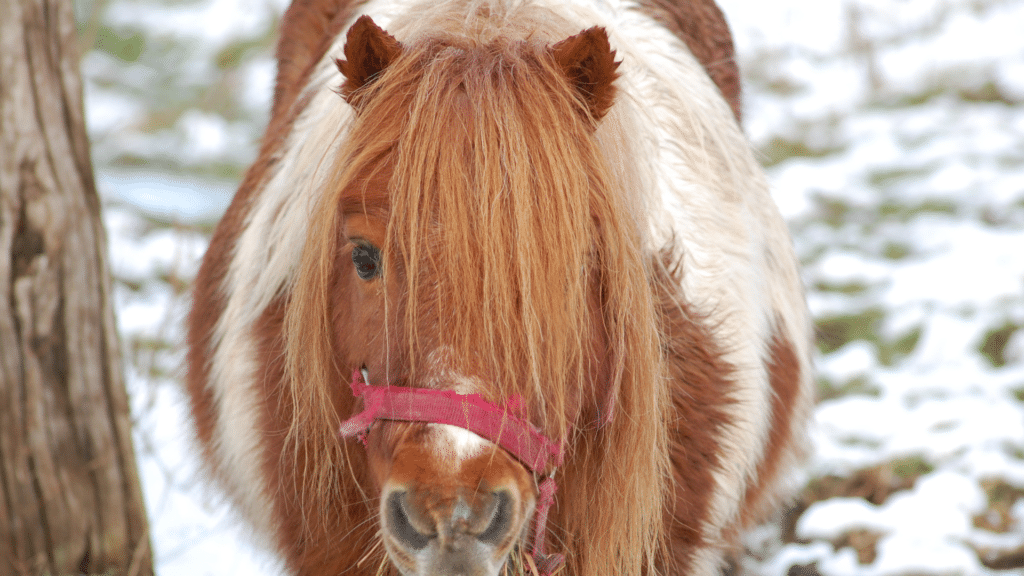 MLP France : La magie de My Little Pony